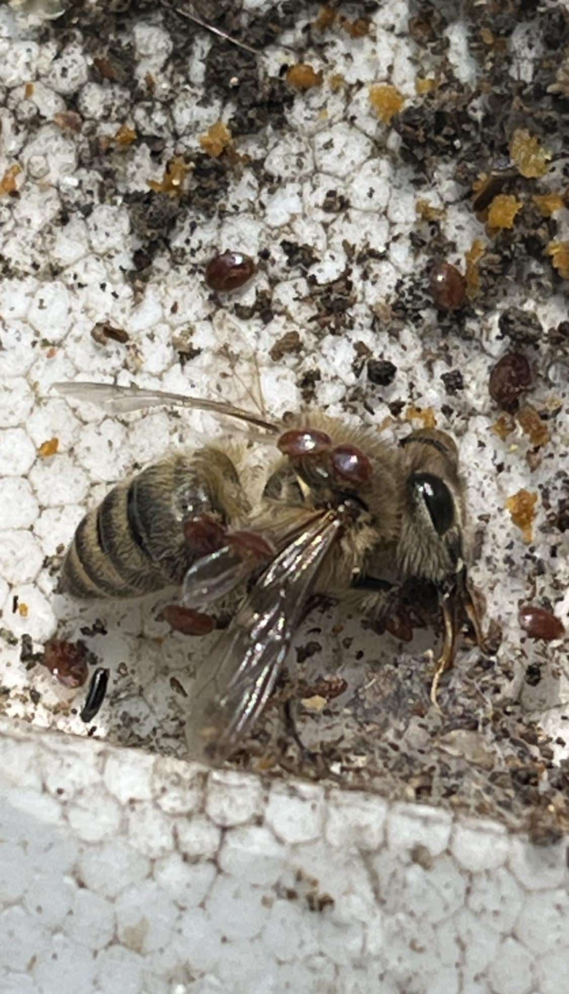 Varroamilbe. Was kann man gegen Sie machen? - Online-Biene